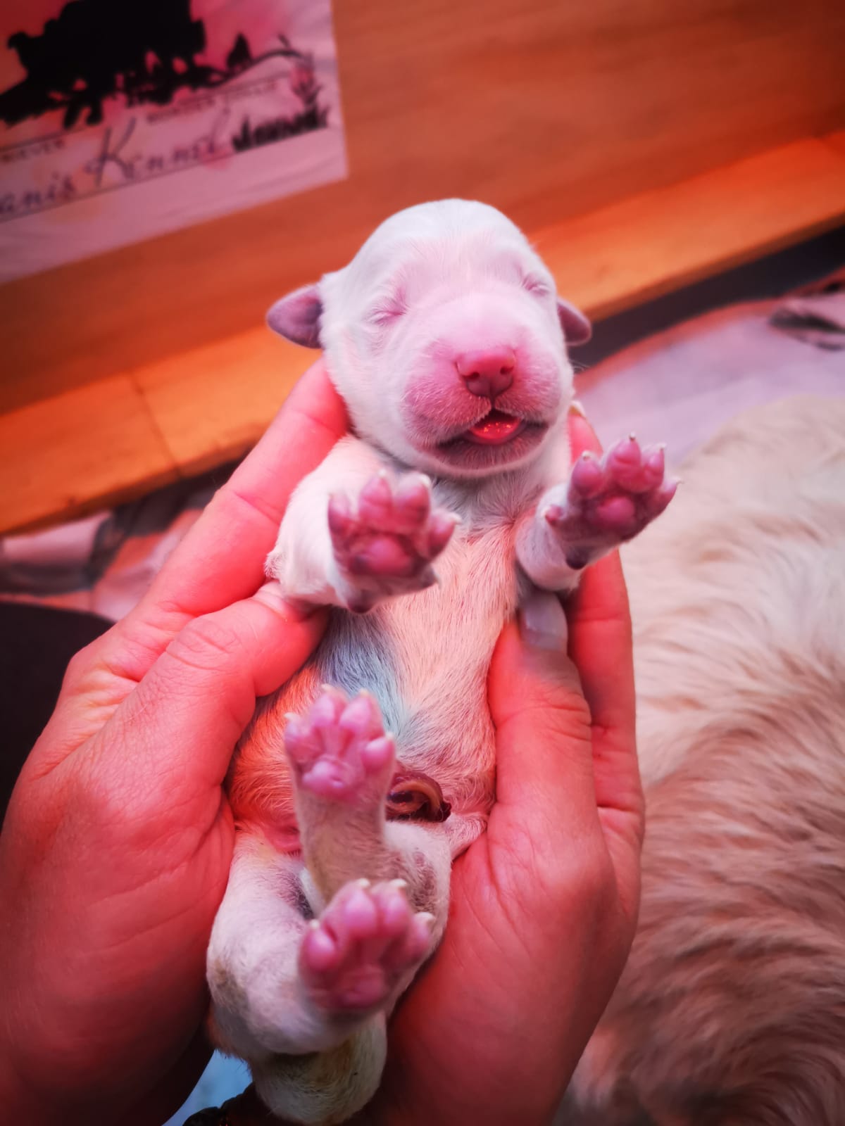 Dobrodo le Bebe Marinianis Goldens Borders
